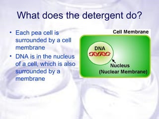 Dna extraction 2 | PPT