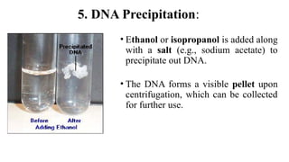 DNA Extraction and its Purification.pptx
