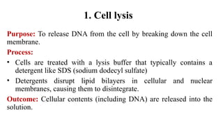 DNA Extraction and its Purification.pptx