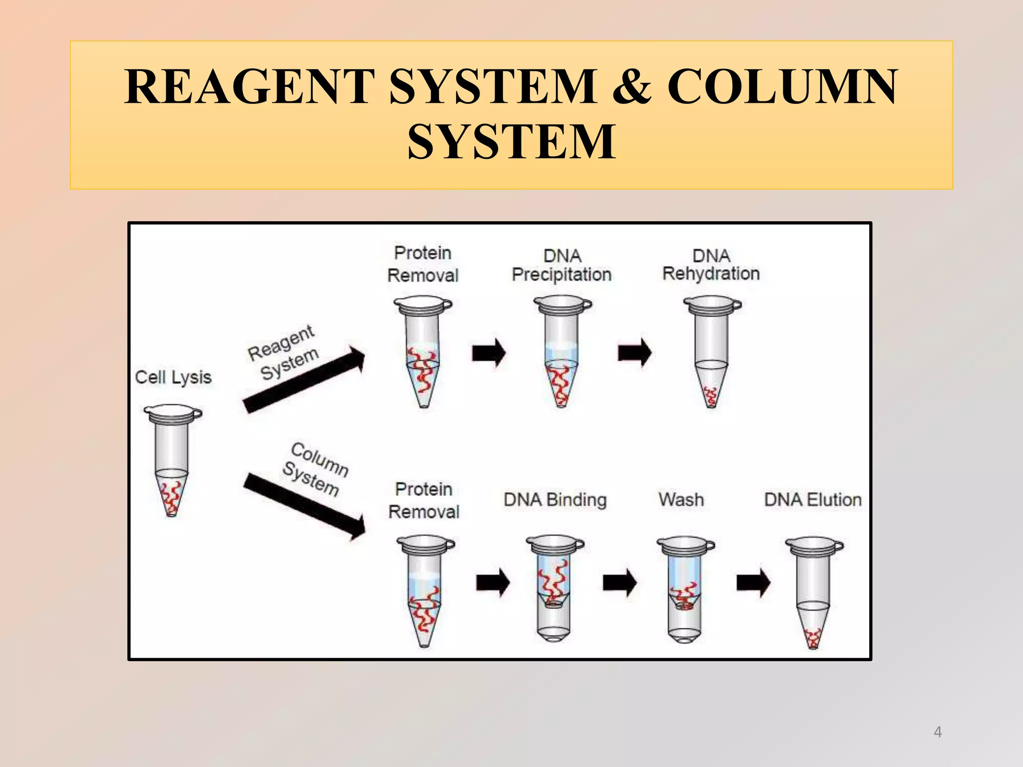 Dna extraction from whole blood | PPTX