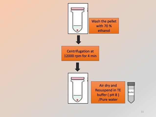 Dna extraction from whole blood | PPTX