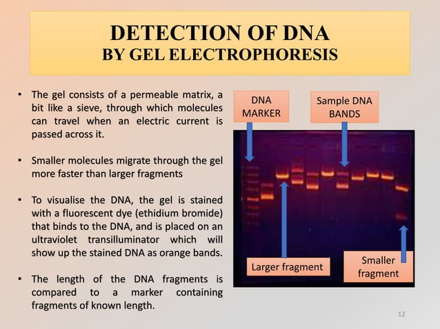 Dna extraction from whole blood | PPTX