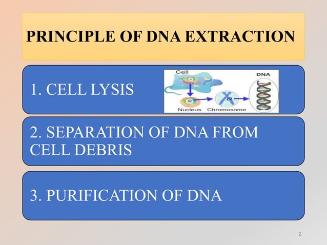 Dna extraction from whole blood | PPTX