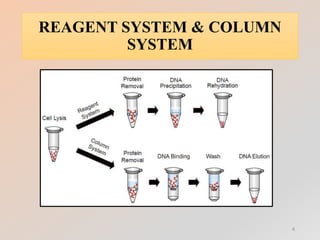 Dna extraction from whole blood | PPTX