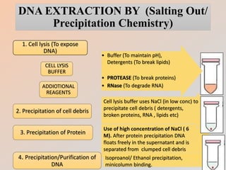 Dna extraction from whole blood | PPTX