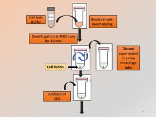 Dna extraction from whole blood | PPTX
