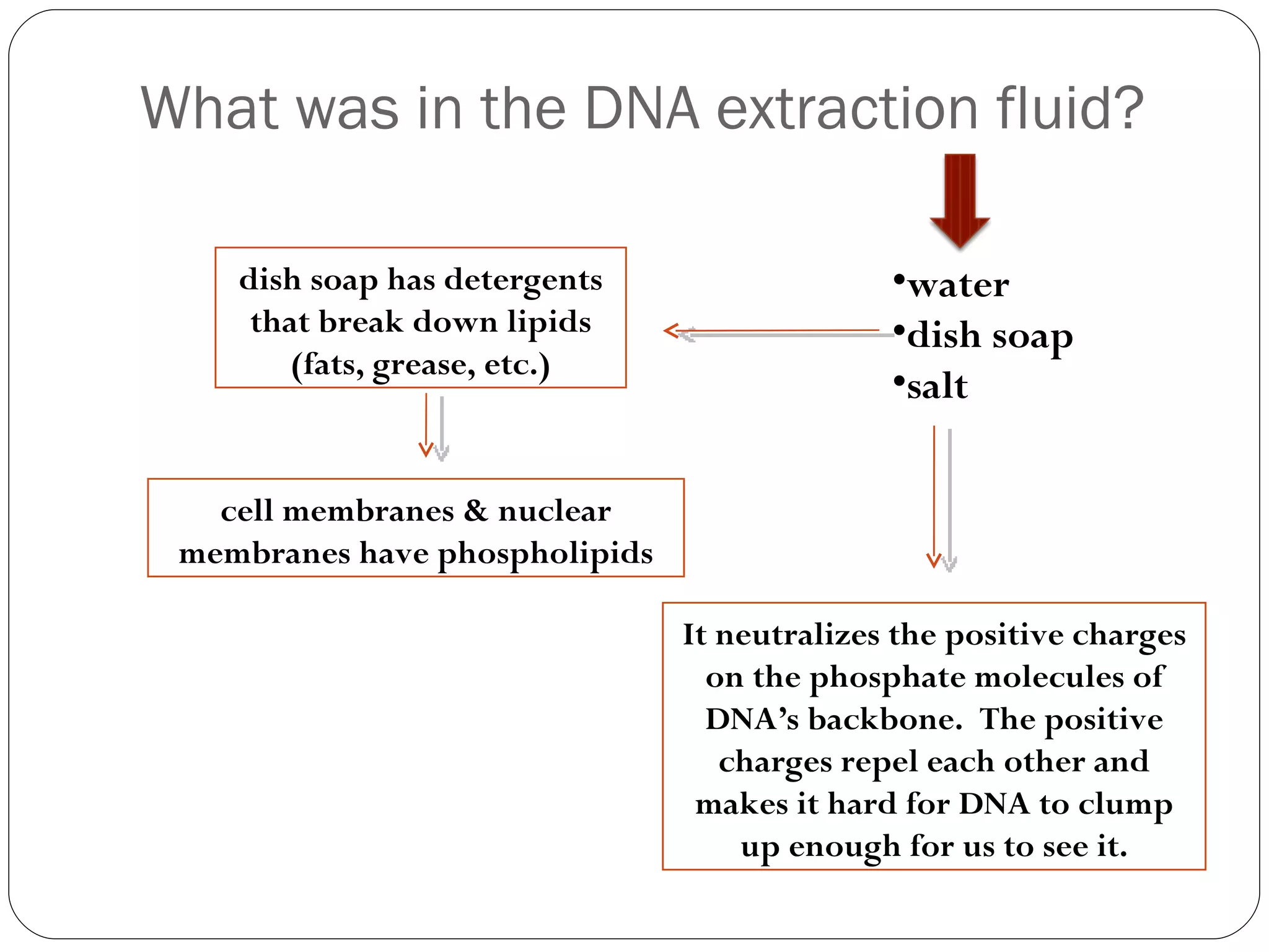 Dna extraction lab | PPT