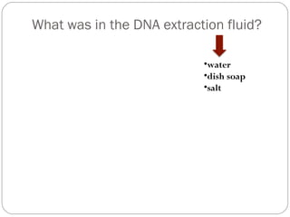 Dna extraction lab | PPT