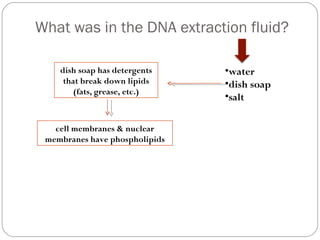Dna extraction lab | PPT