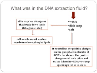 Dna extraction lab | PPT