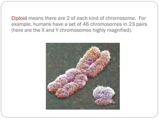 Dna extraction lab | PPT