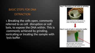 DNA EXTRACTION METHOD FOR EDUCTION PURPOSE.pptx
