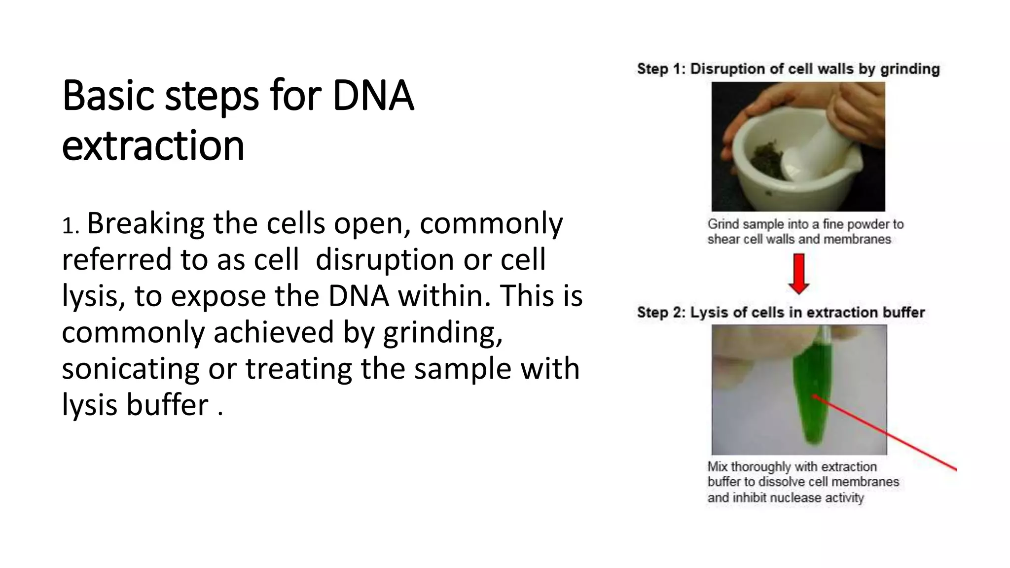 METHODS OF DNA EXTRACTION | PPTX