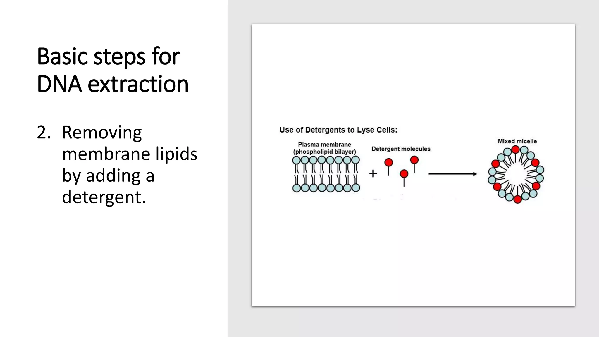 METHODS OF DNA EXTRACTION | PPTX