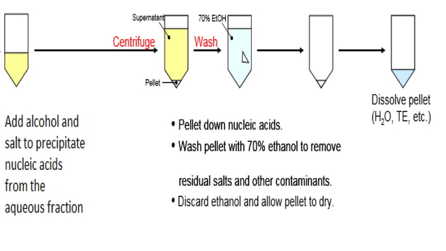 METHODS OF DNA EXTRACTION | PPTX