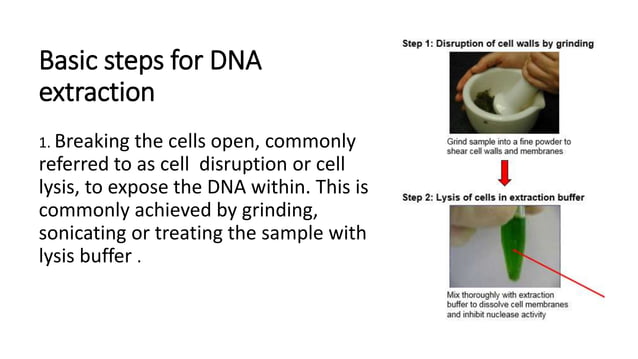 METHODS OF DNA EXTRACTION | PPTX