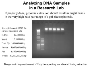 DNA_Extraction_Method_Protocolindetail.ppt