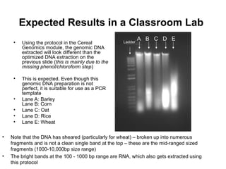 DNA_Extraction_Method_Protocolindetail.ppt