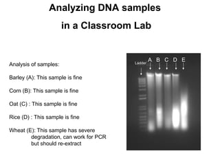 DNA_Extraction_Method_Protocolindetail.ppt