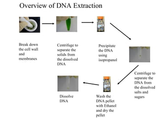 DNA_Extraction_Method_Protocolindetail.ppt