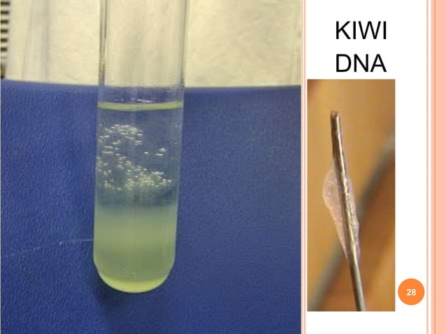 DNA extraction presentation | PPTX