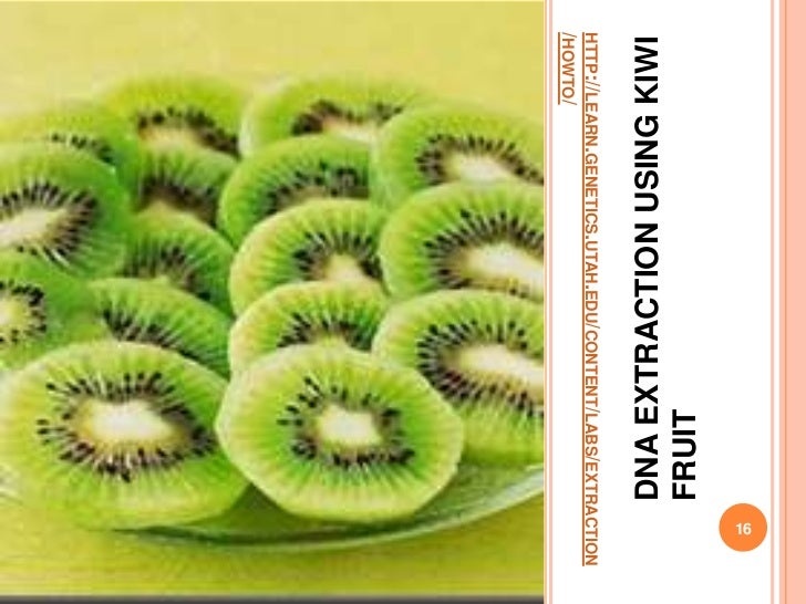 DNA extraction presentation