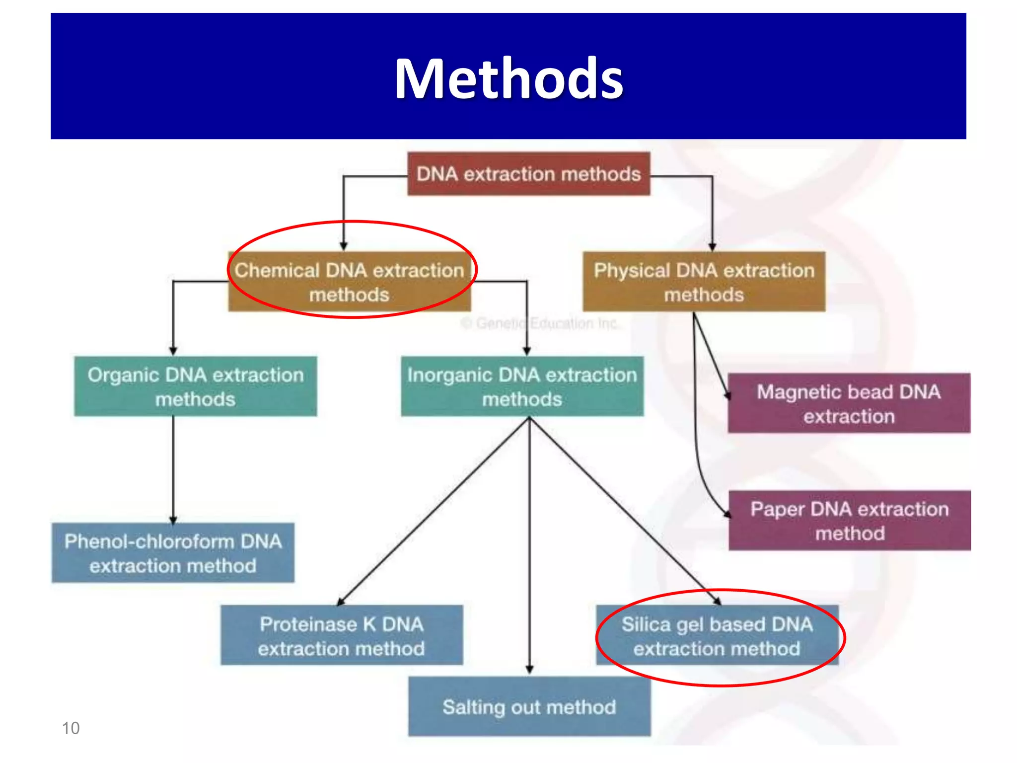 Dna extraction section amany_elshamy | PPT
