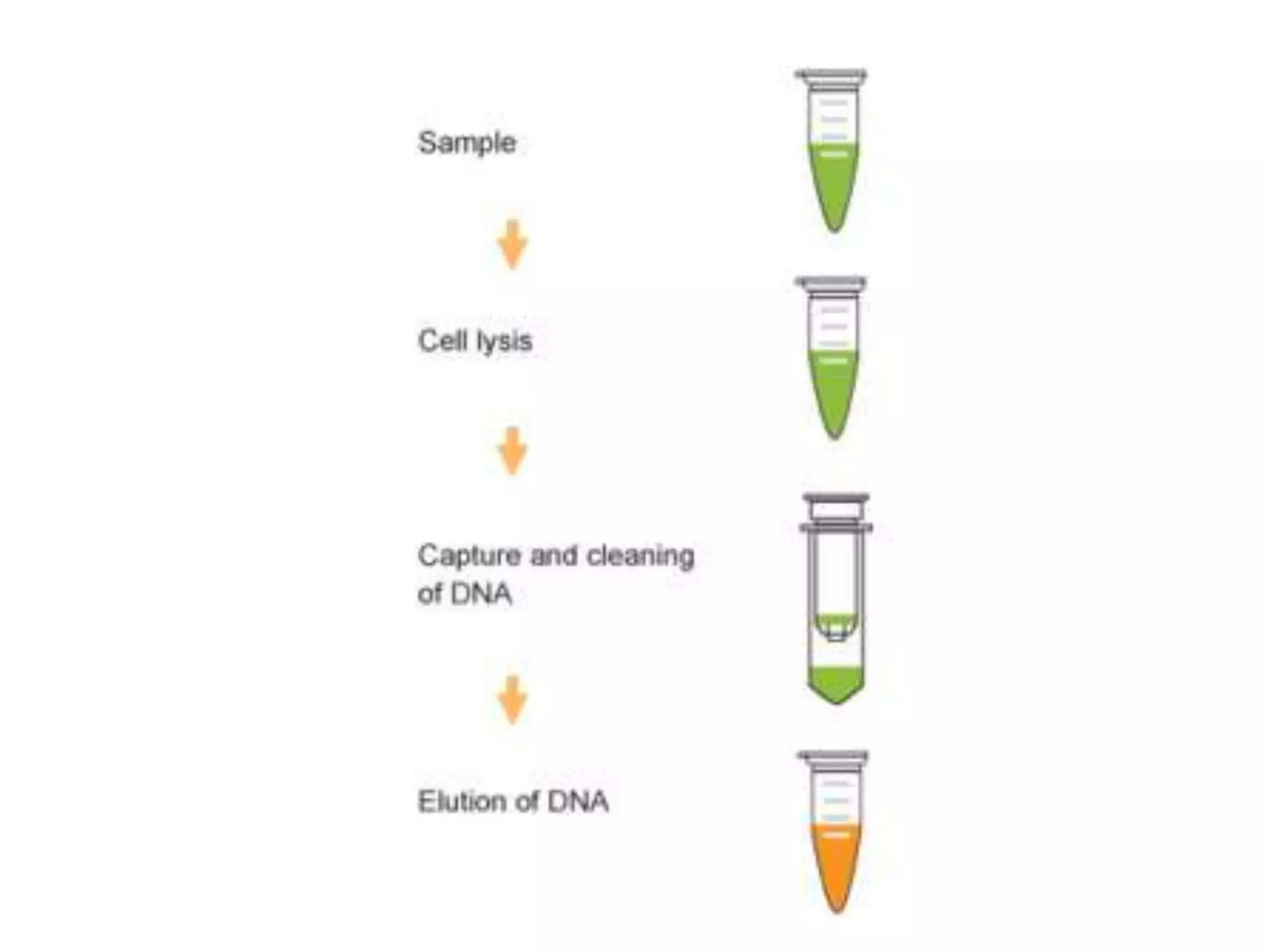 Dna extraction section amany_elshamy | PPT