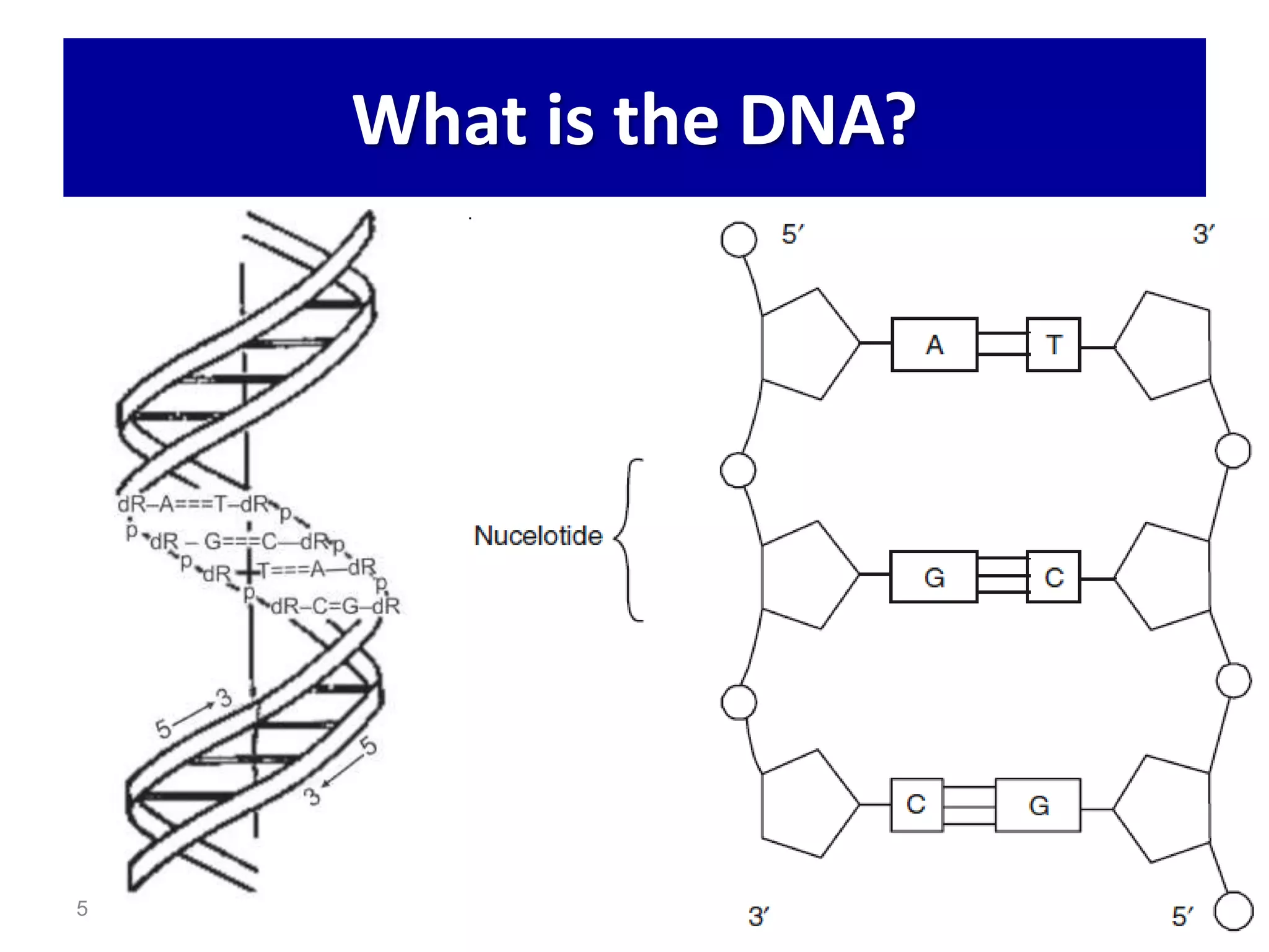 Dna extraction section amany_elshamy | PPT