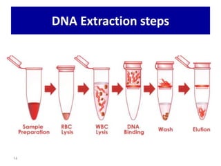 Dna extraction section amany_elshamy | PPT