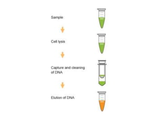 Dna extraction section amany_elshamy | PPT