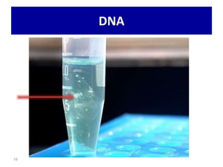 Dna extraction section amany_elshamy | PPT