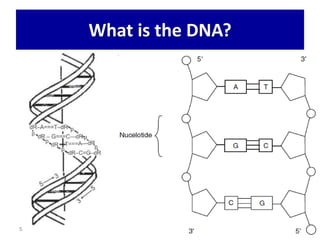 Dna extraction section amany_elshamy | PPT