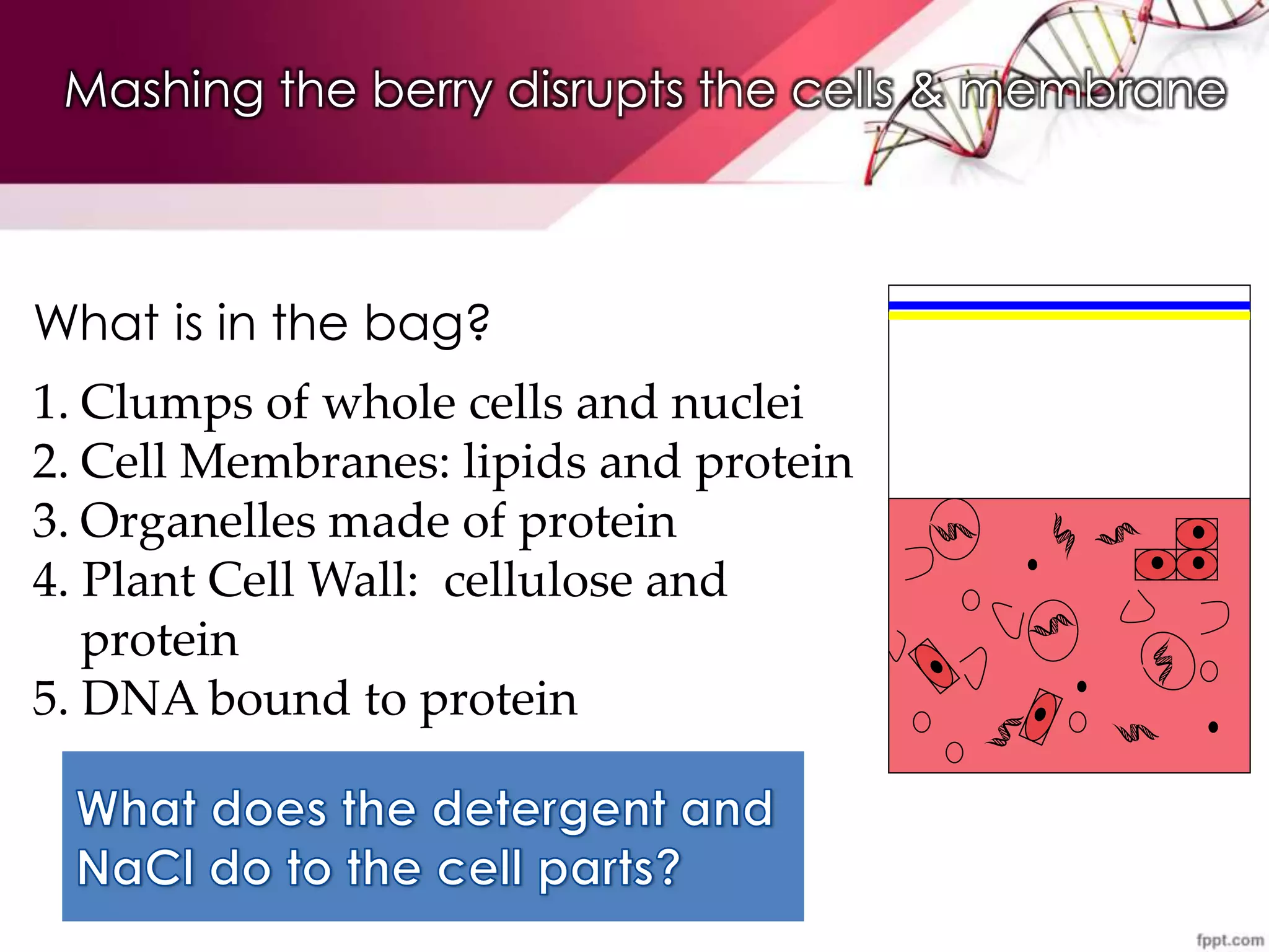 Dna extraction strawberry lab spring 2015 | POTX