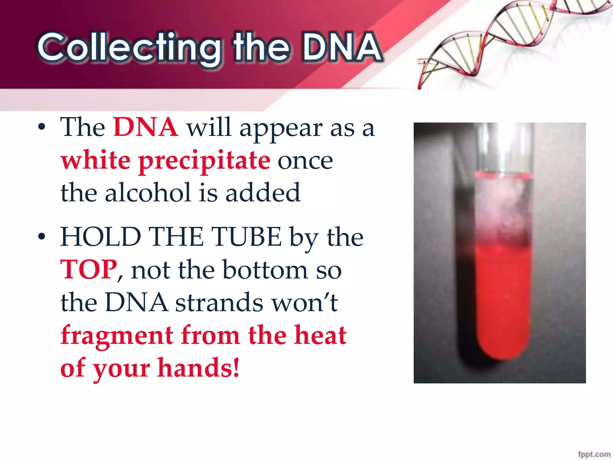 Dna extraction strawberry lab spring 2015 | POTX