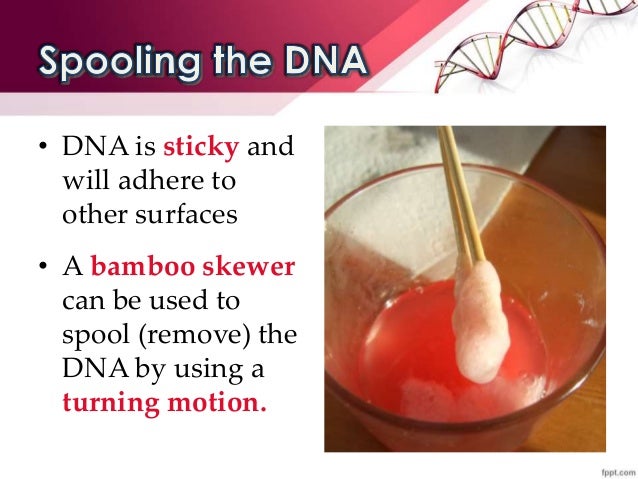 Dna extraction strawberry lab spring 2015