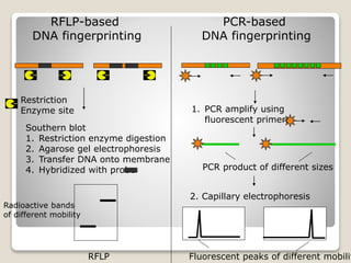 Dna fingerprint | PPTX