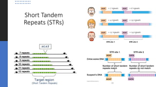 DNA fingerprint | PPT