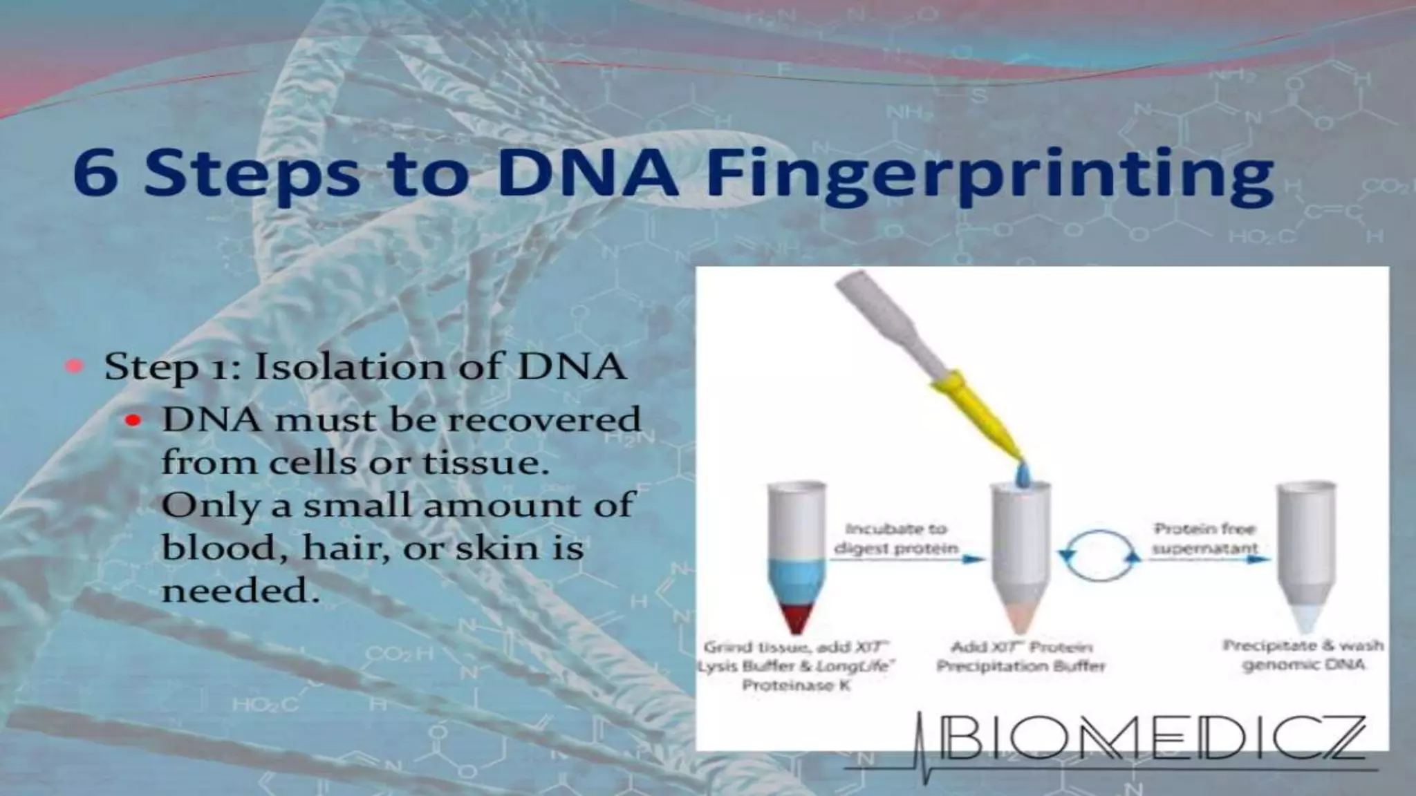 Dna fingerprint.pptx