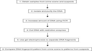Dna fingerprint.pptx