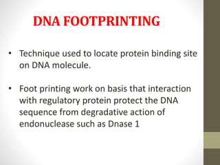 Dna fingerprinting and footprinting | PPTX