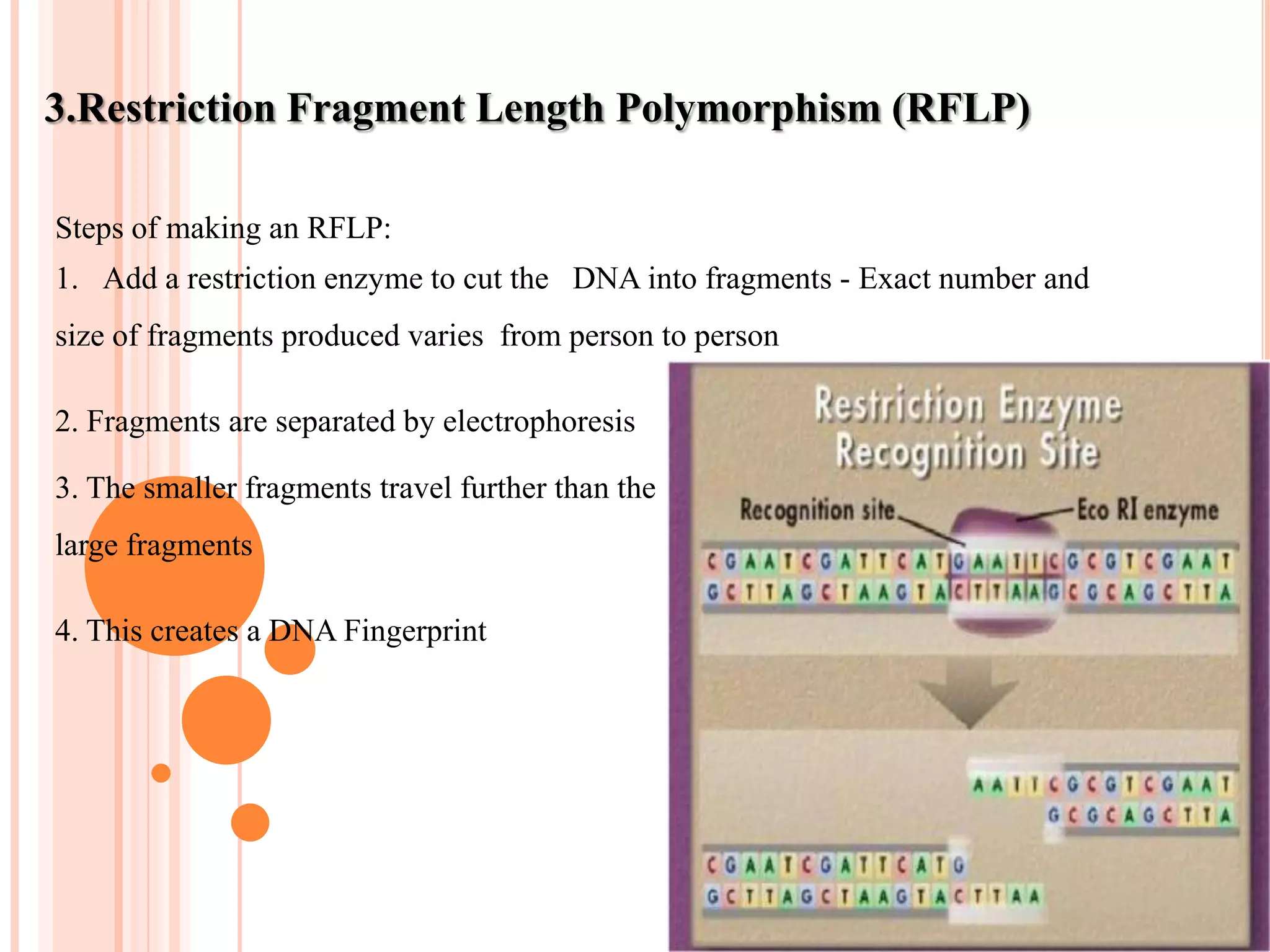 DNA Fingerprinting | PPTX