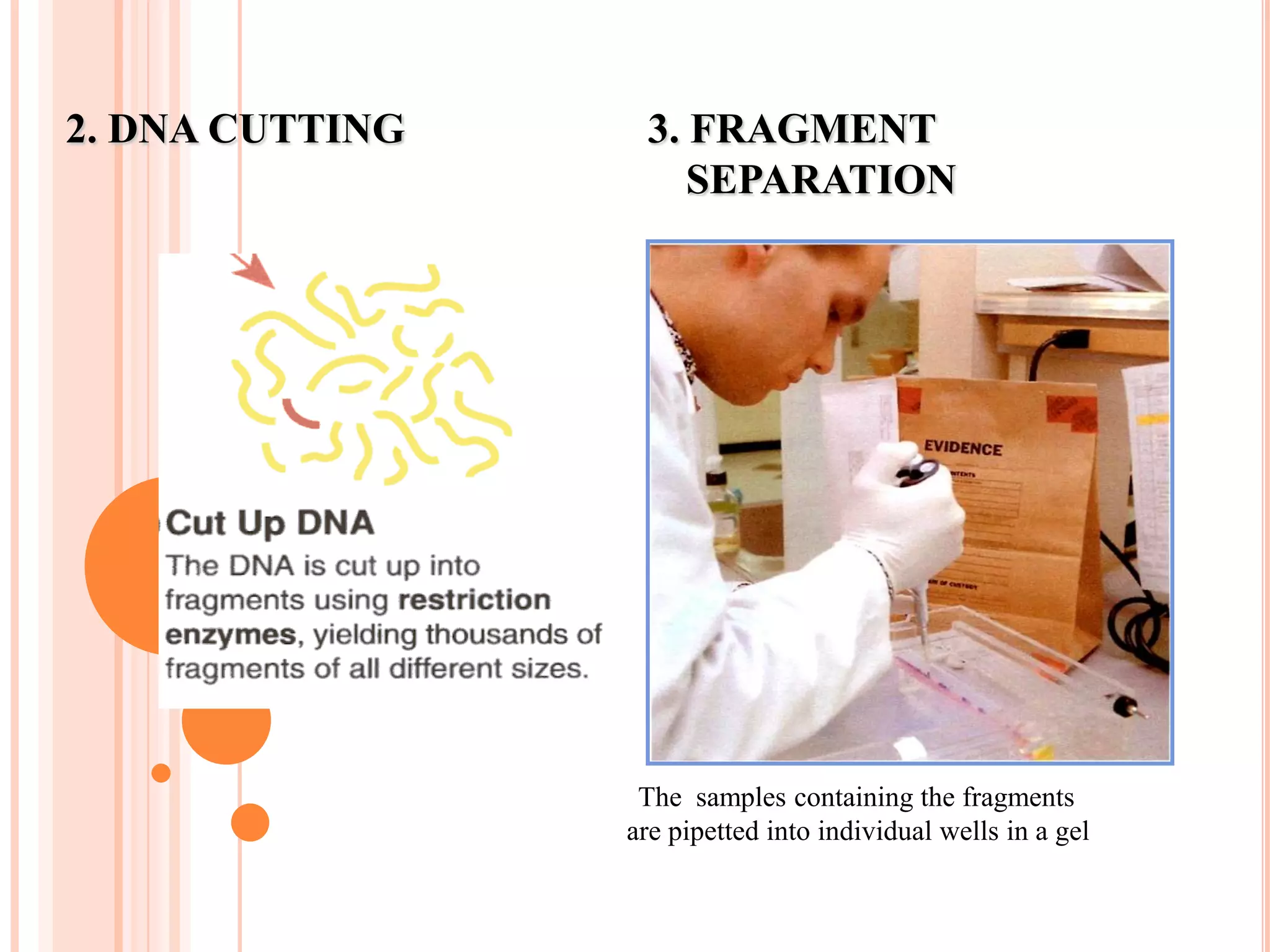 DNA Fingerprinting | PPTX