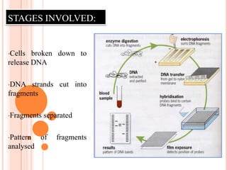 Dna Fingerprinting Process In Steps
