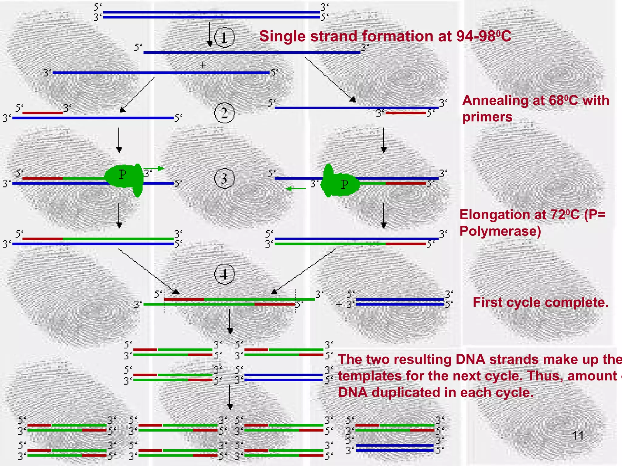 DNA fingerprinting | PPT