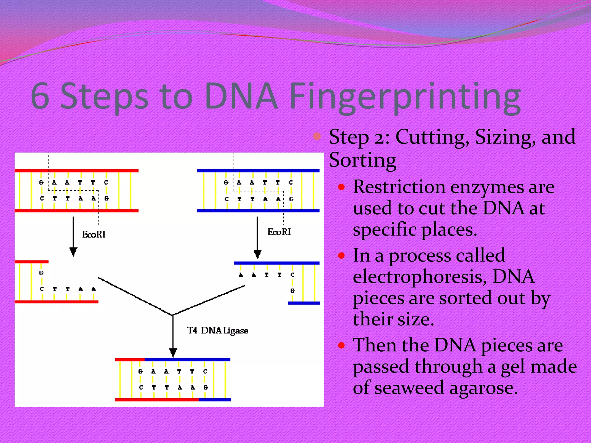 Dna fingerprinting | PPTX