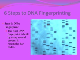 Dna fingerprinting | PPTX