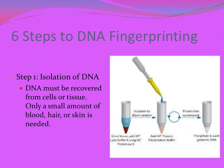 Process Of Dna Fingerprinting