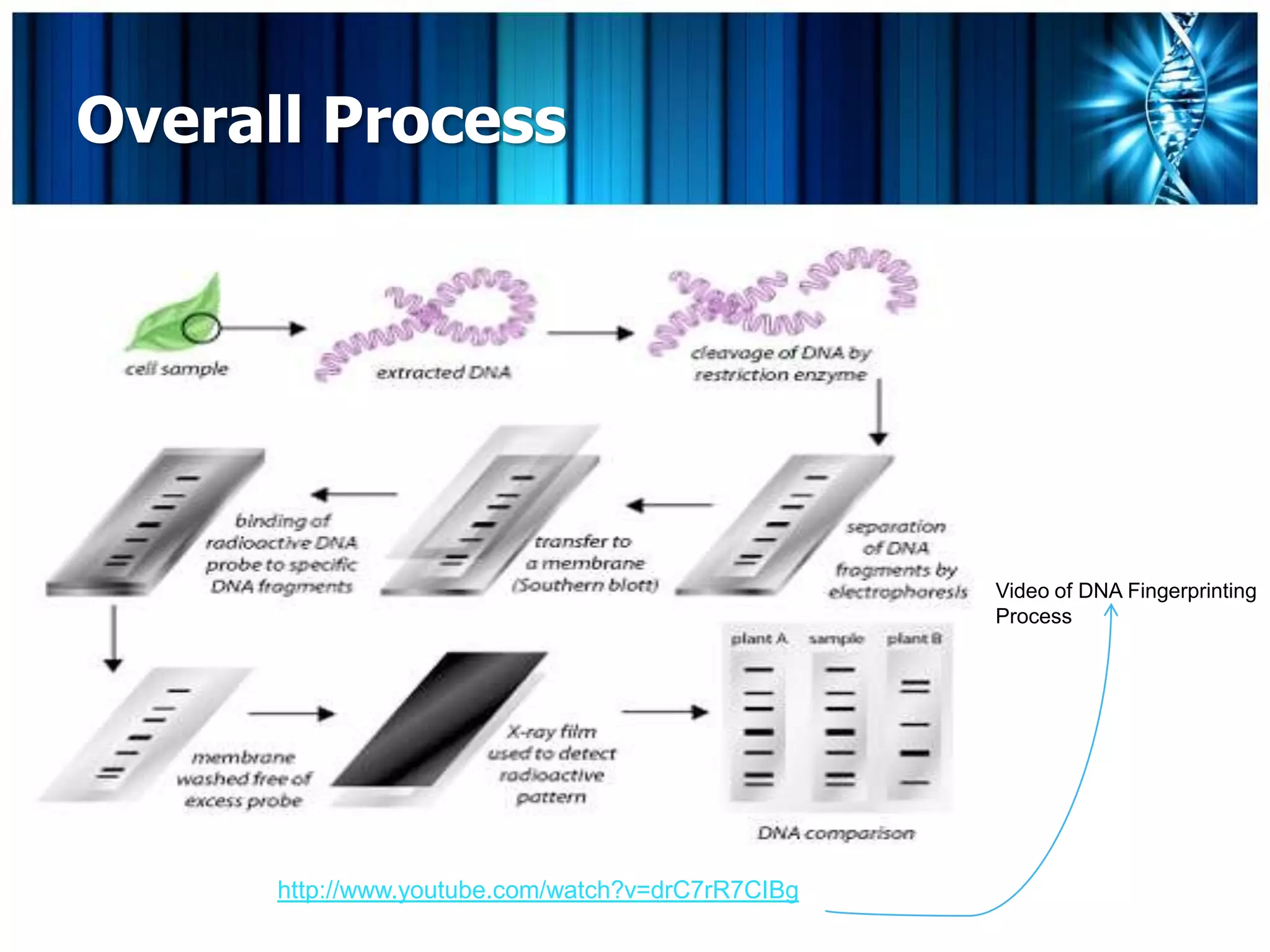 Dna fingerprinting! | PPTX