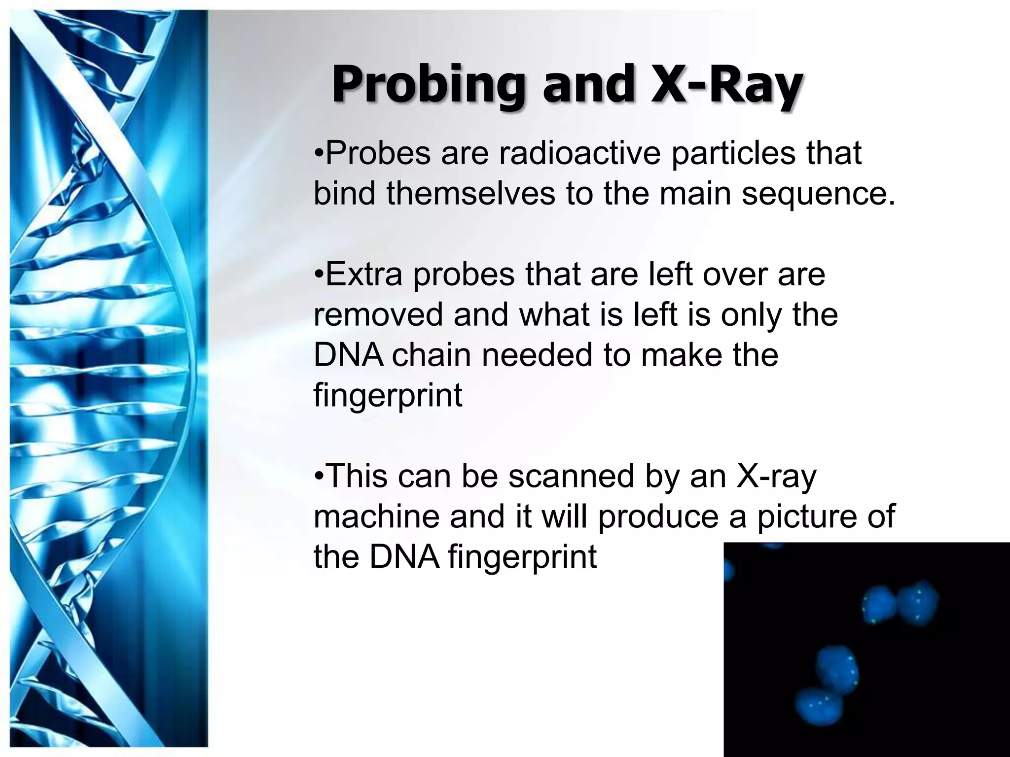 Dna fingerprinting! | PPTX